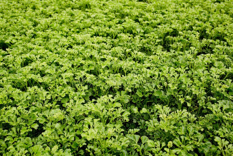 Background of Vegetable Field Stock Image - Image of pine, conifer ...