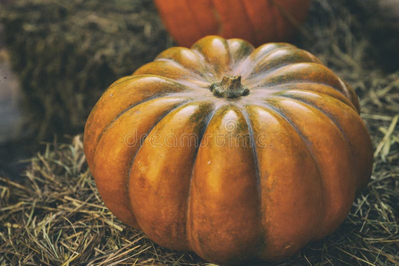 Background Vegetable Ribbed Orange Sleek Hay Farmer Design Base Rustic ...