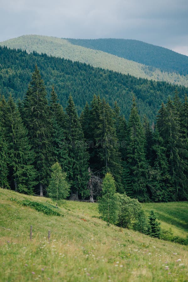 Background. Vertical Mountain Landscape with Meadow and Coniferous ...