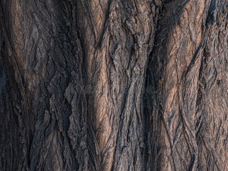 Background. Vertical Texture of the Bark of a Large Tree. Stock Photo ...
