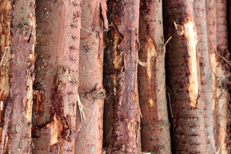 Background of Vertical Tree Logs. Felling a Tree in the Woods Stock ...