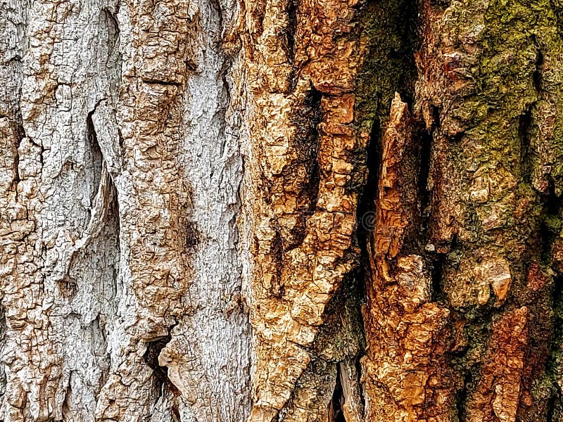 A Closeup of Brown Grained Aged Tree Bark. Stock Photo - Image of brown ...