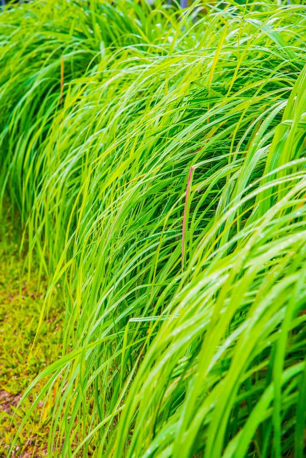 Background of Vetiver Grass Stock Photo - Image of thailand, green ...