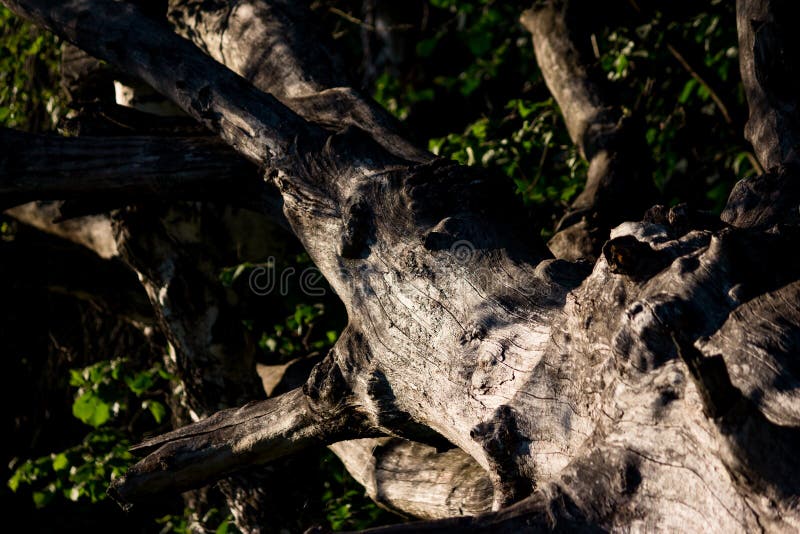Background with a View of a Fallen Dry Tree without Bark Stock Image ...