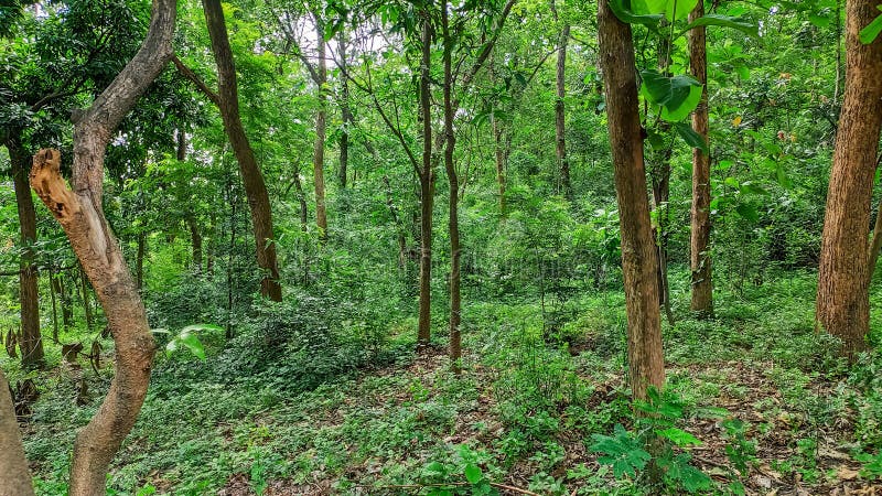 Background View of Green Plants in Forest Stock Image - Image of rain ...