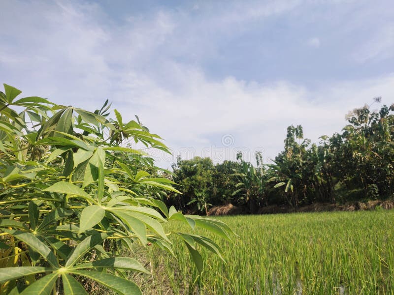 Background View of Rice Fields, Cassava Leaves, Teak Trees Under Blue ...