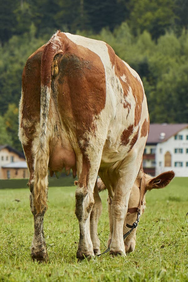 Background View of a Spotted Cow Grazing on Lush Green Grass in ...