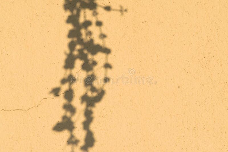 Background of Vine Shadow and Sunlight on the Textured Wall with Copy ...