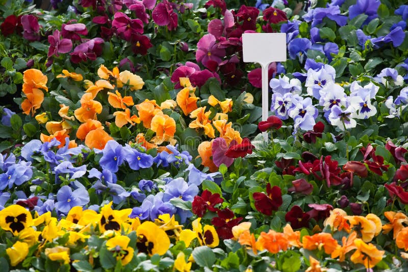 Background of Viola Flowers Stock Photo - Image of nature, park: 16199860