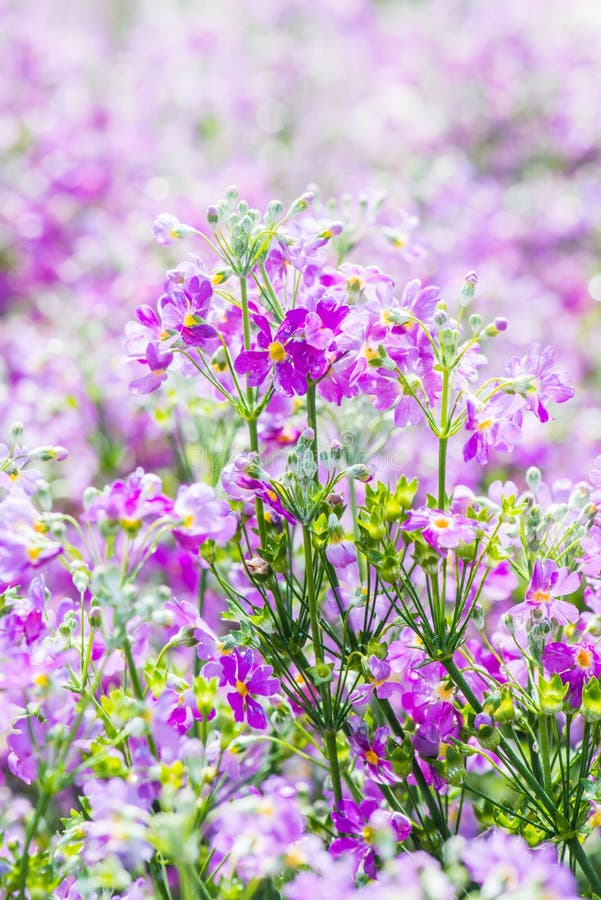 Background of Violet Flowers Stock Photo - Image of color, bloom: 214981198