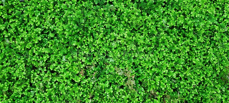 A Background Wall of Green Conifer Bushes. Stock Photo - Image of ...