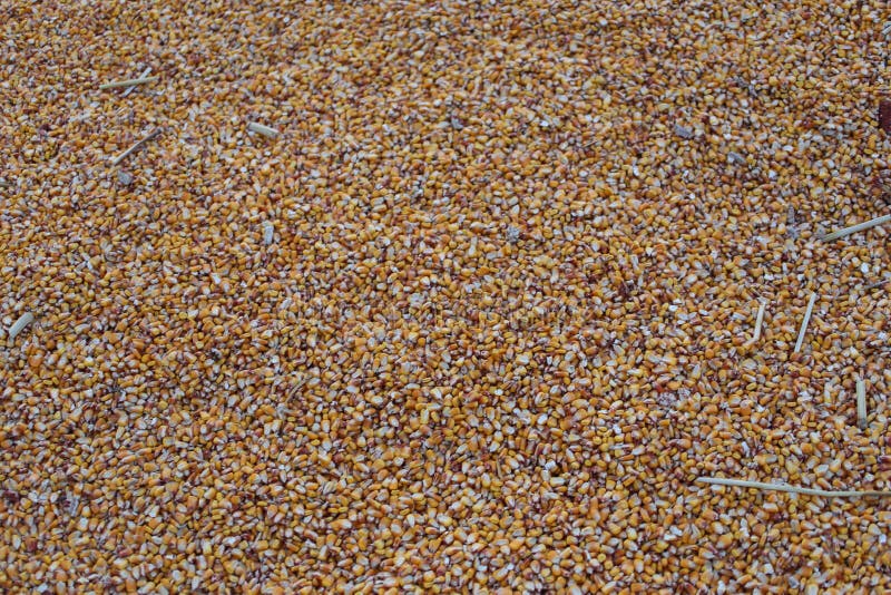 Background and Texture. Corn Stock Photo - Image of design, industry ...
