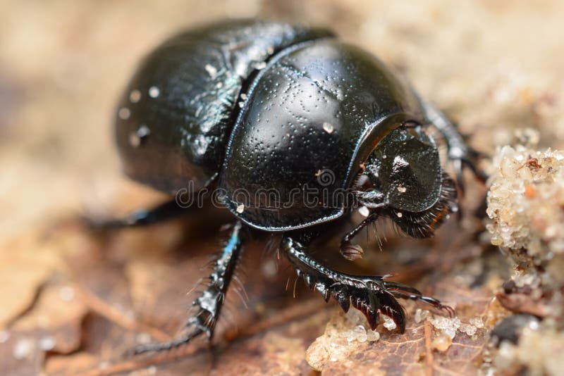 Macro shot bug geotrupidae stock photo. Image of portrait - 123506880