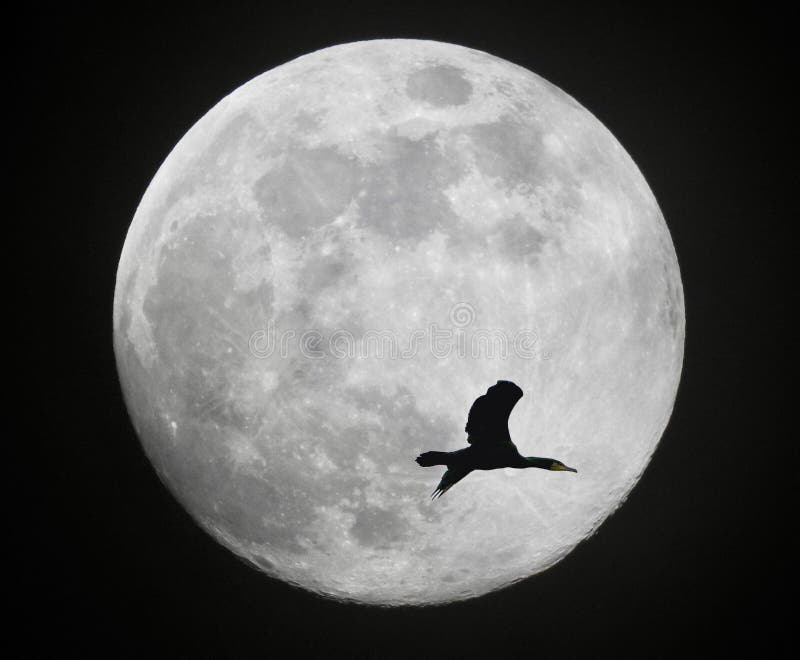 Cormorant Flying Past a Full Moon Stock Image - Image of star, moon ...