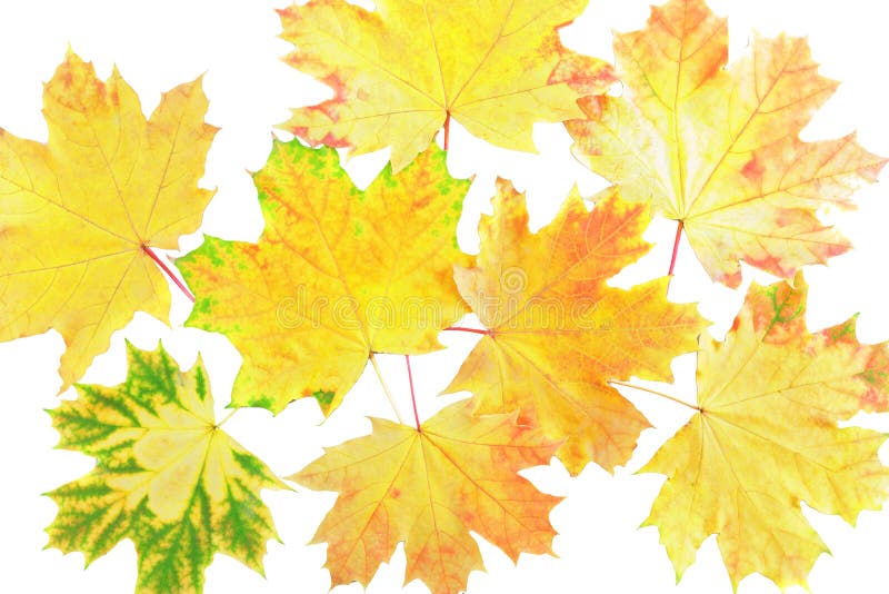 Background, Wallpaper-perfect Autumn Leaf . Stock Image - Image of ...
