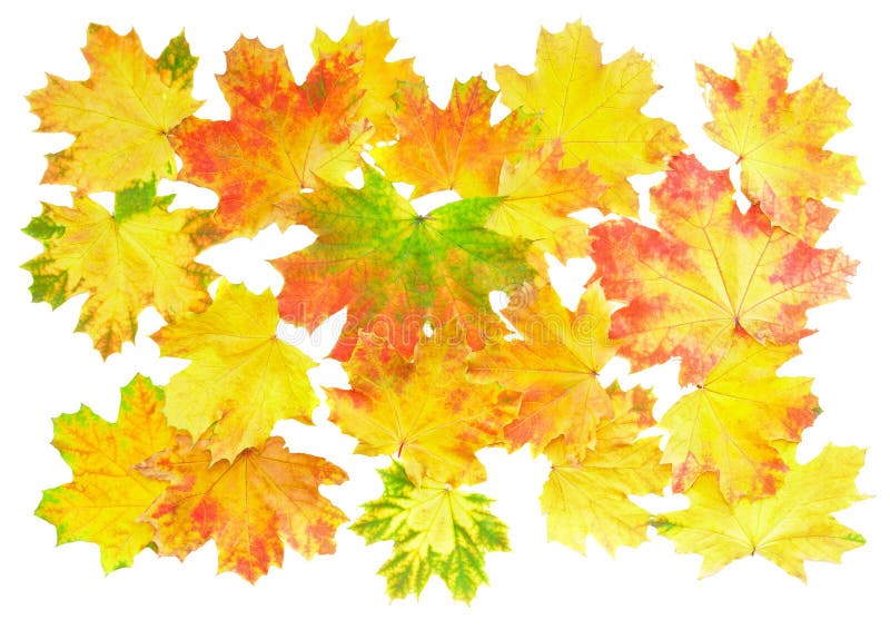 Background, Wallpaper-perfect Autumn Leaf . Stock Image - Image of ...