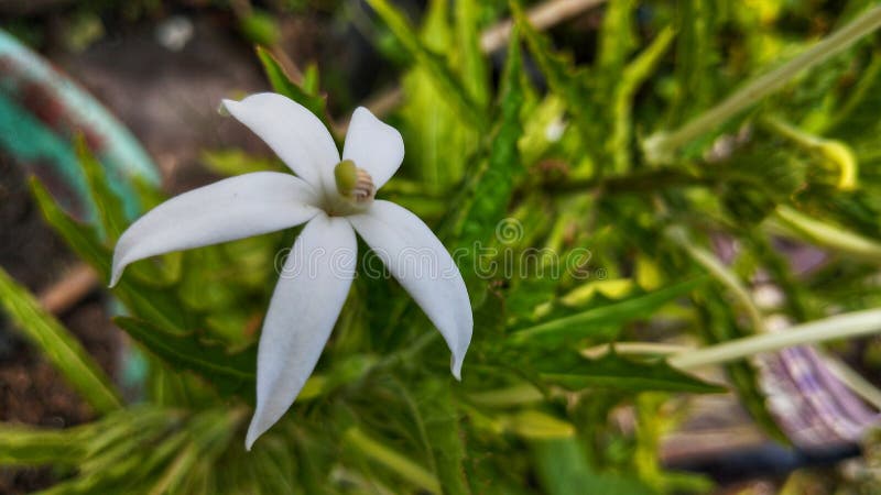 Background or Wallpaper with White Floral Motifs Stock Photo - Image of ...