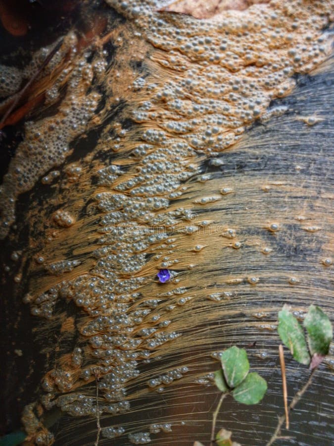 Background of Water Contaminated with Bacteria. Bacteria in Water Stock ...