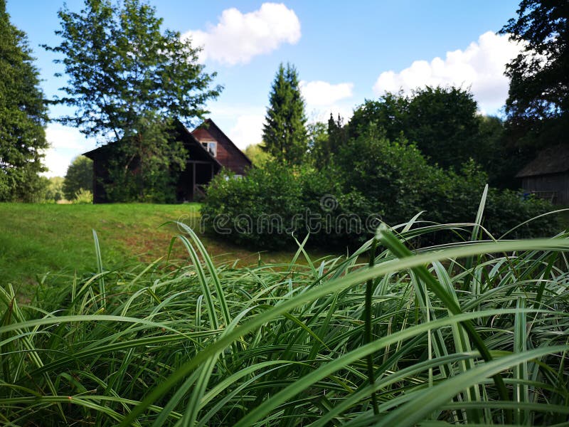 Background with Water Grass Texture Stock Photo - Image of green, tank ...