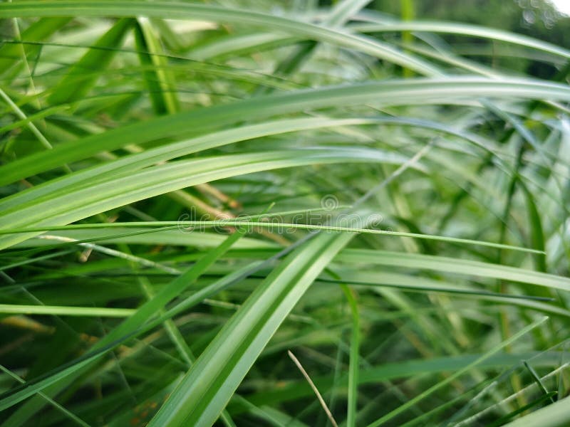 Background with Water Grass Texture Stock Image - Image of green, pool ...