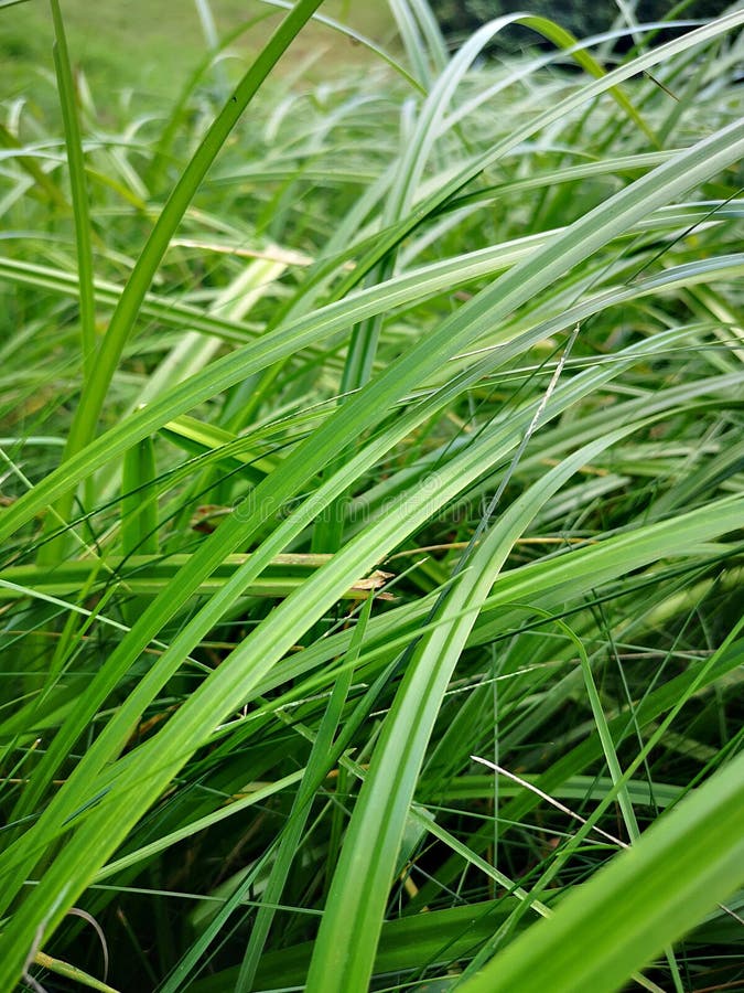Background with Water Grass Texture Stock Photo - Image of water ...