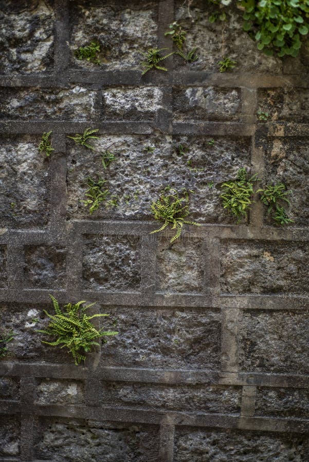 Background of a Weathered Stone Wall with Greenery Growing on it. Stock ...