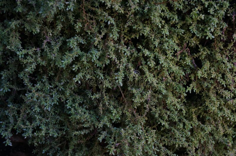 Background of Weed on the Wall Stock Photo - Image of fashion, backdrop ...