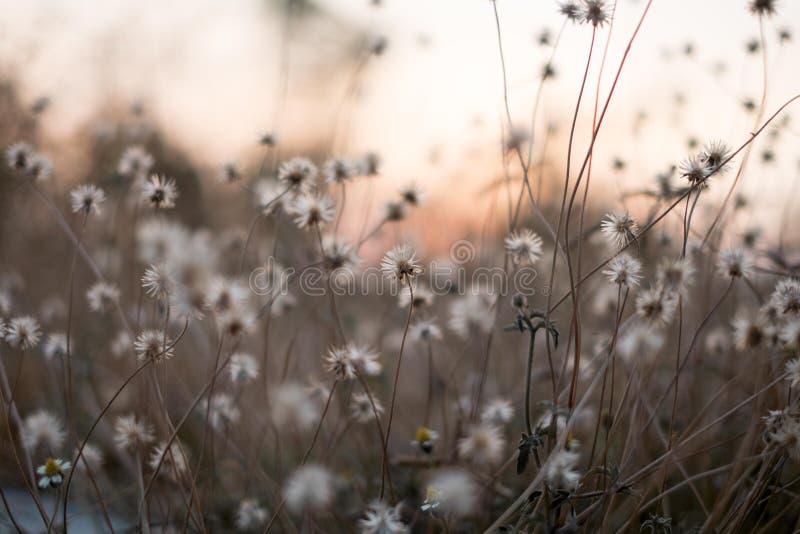 Weeds at sunset sky stock image. Image of weeds, dramatic - 106300895