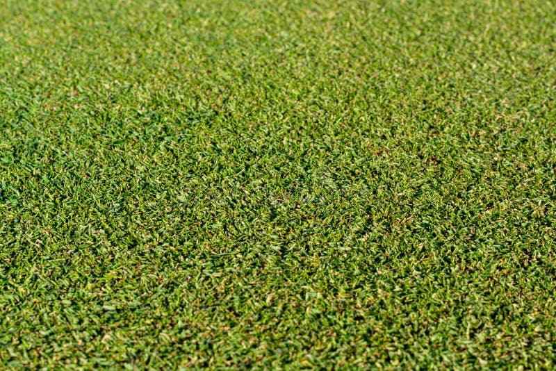 Background with Well-kept Green Grass Lawn on Large Golf Course, Green ...