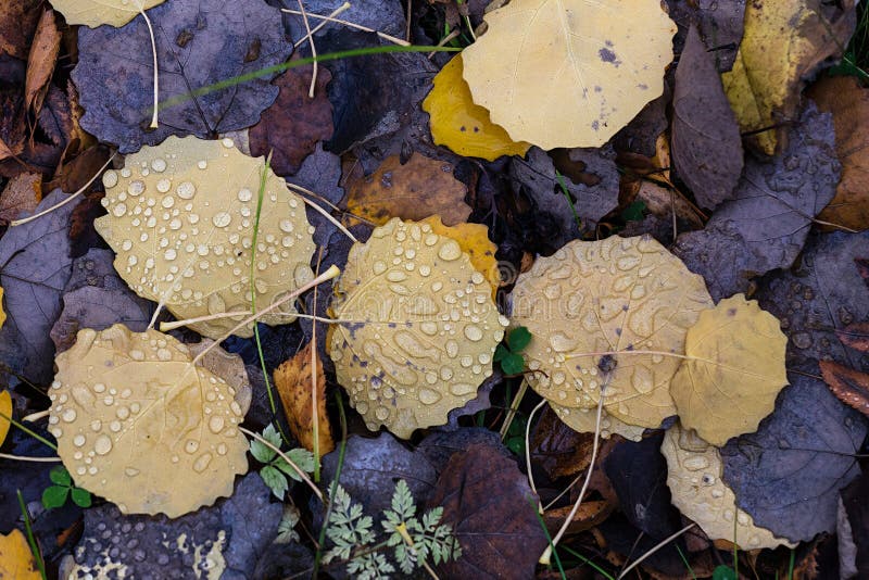 Background of Wet Autumn Leaves. Raindrops Close-up Stock Photo - Image ...