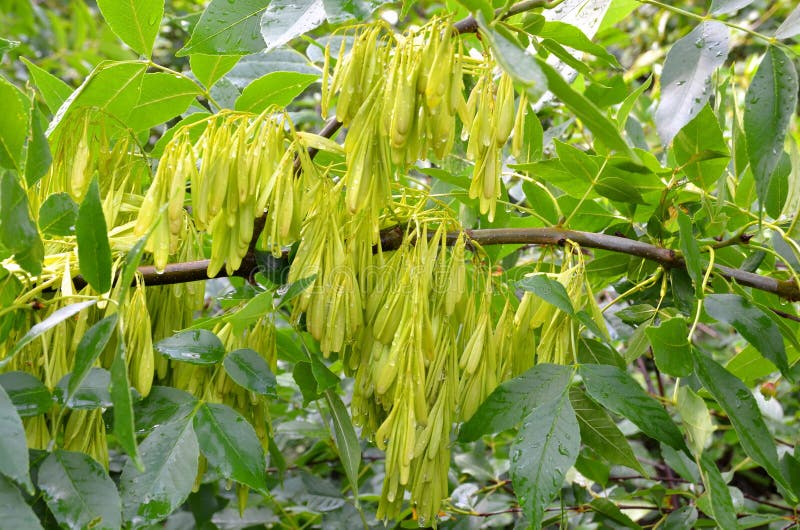 Ashleaf Maple Shot Close Up after Rain. Stock Photo - Image of detail ...