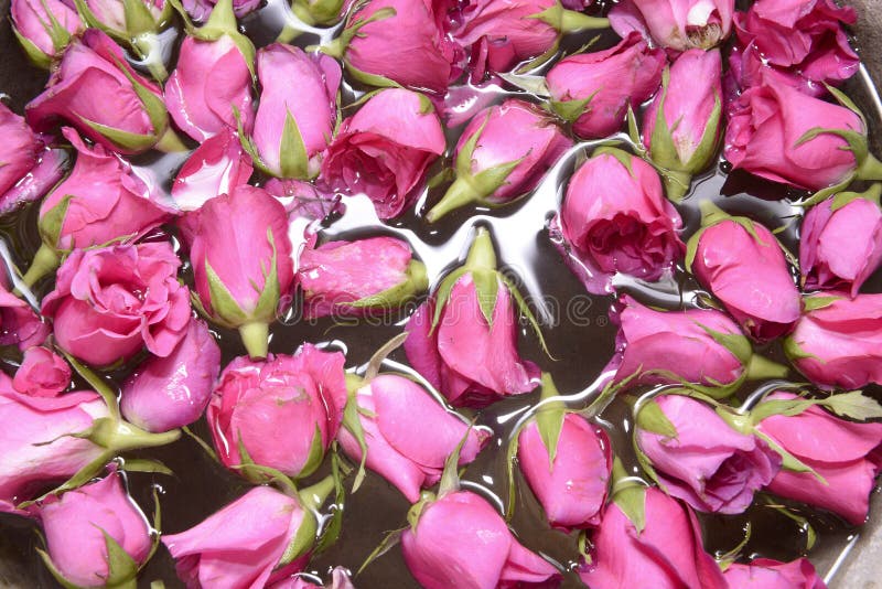 Dried Roses Outdoor during Sunset in Winter Stock Image - Image of ...