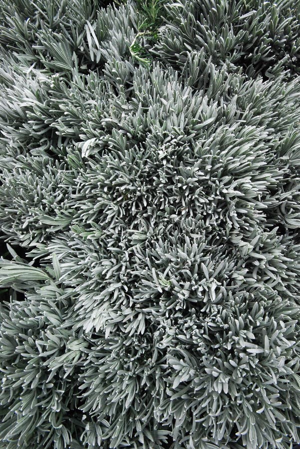 Background of grey leaves stock photo. Image of flora - 148017958