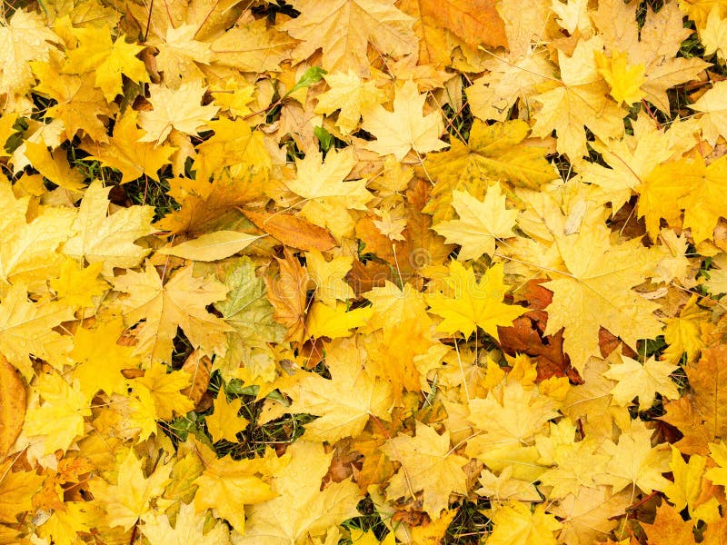 Background of Wet Yellow and Green Fallen Maple Leaves Stock Photo ...