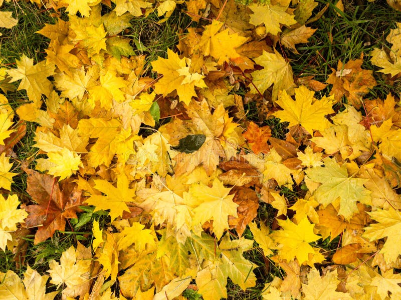 Background of Wet Yellow and Green Fallen Maple Leaves Stock Photo ...