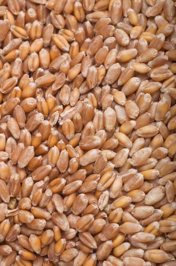 Background of wheat stock photo. Image of pale, production - 37047134