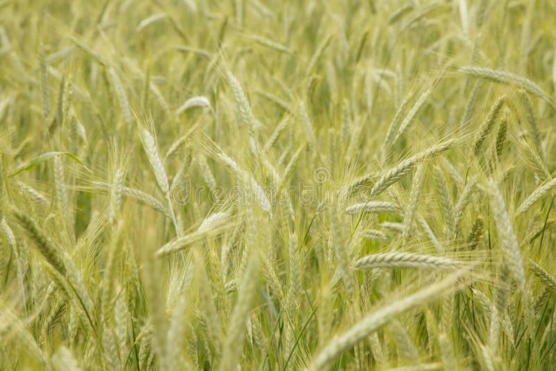 Background of wheat field stock image. Image of wallpaper - 4431787