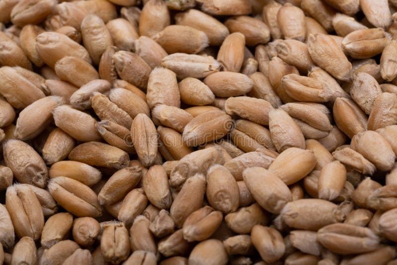 Background of Wheat Grains Close-up Stock Photo - Image of seed, meal ...
