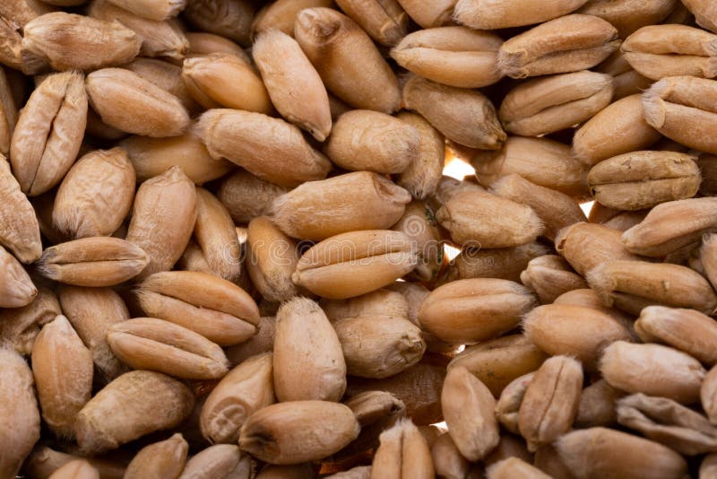 Background of Wheat Grains Close-up Stock Photo - Image of closeup ...