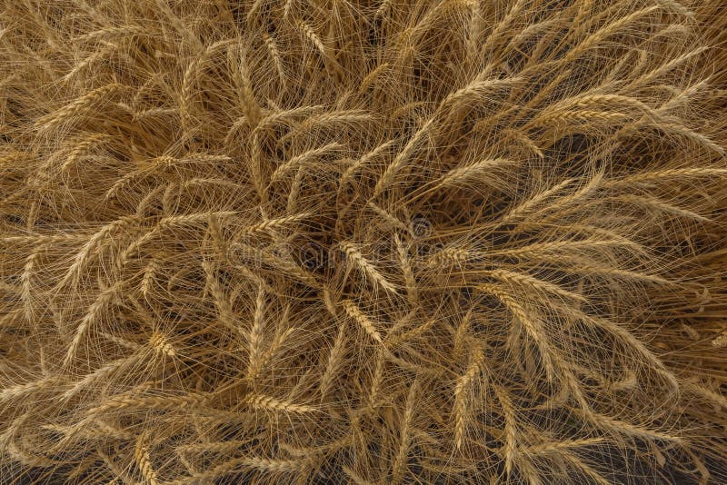 Background of Wheat. Ripe Wheat Stock Image - Image of texture, large ...