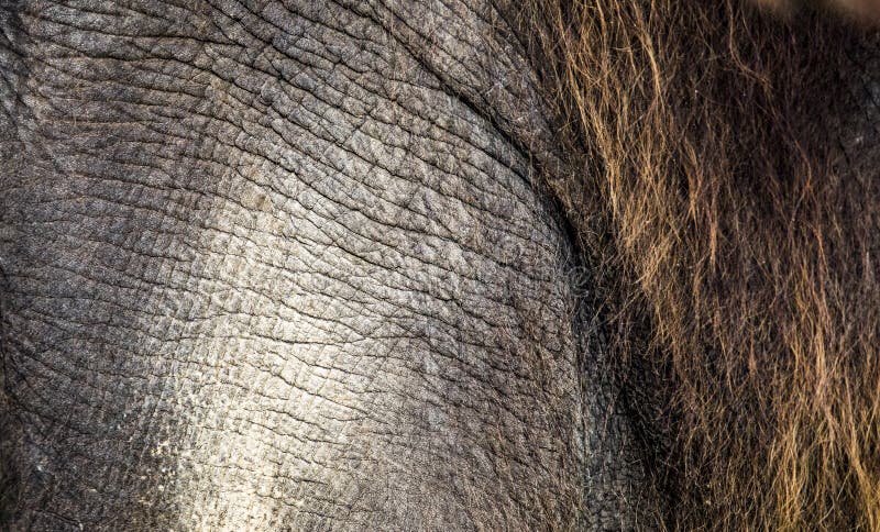 Background Which the Structure of Hide of Elephant is Represented on ...