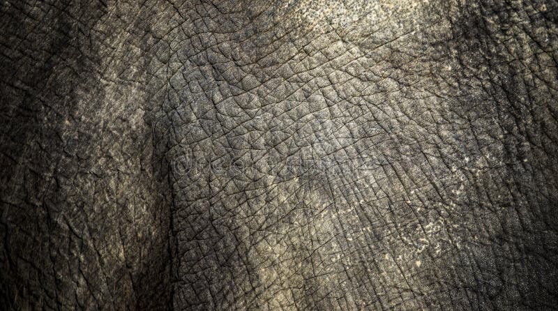 Background Which the Structure of Hide of Elephant is Represented on ...