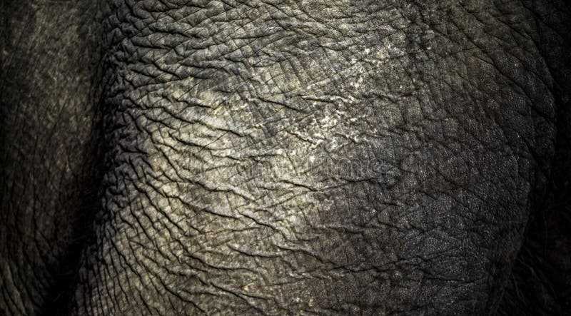 Background Which the Structure of Hide of Elephant is Represented on ...