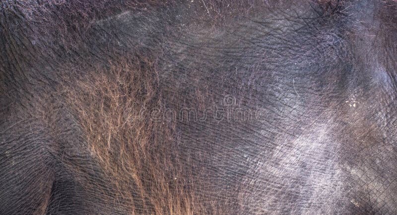 Background Which the Structure of Hide of Elephant is Represented on ...
