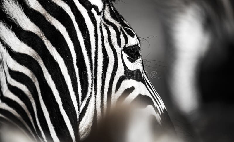 Background Which the Structure of Hide of Zebra is Represented on Stock ...