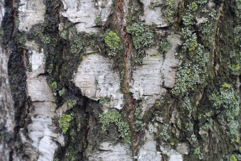 Background - White Bark of Birch with Lichen and Moss in Mid December ...
