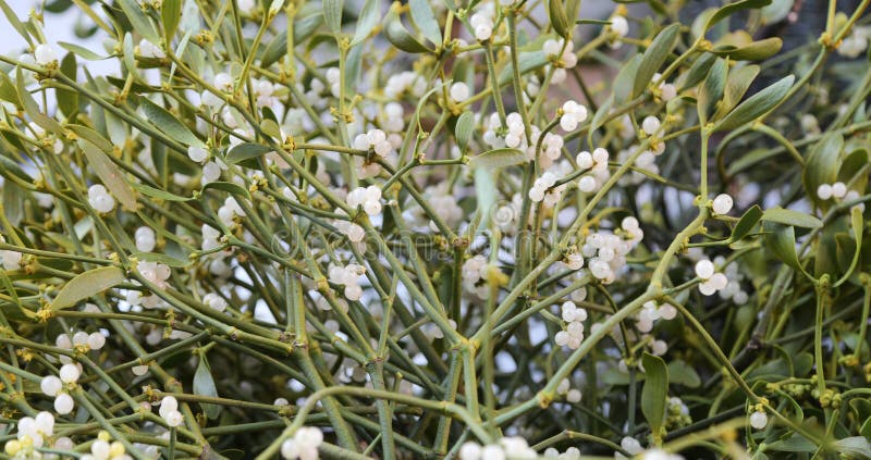 Background of White Berries of the Mistletoe Plant Stock Image - Image ...
