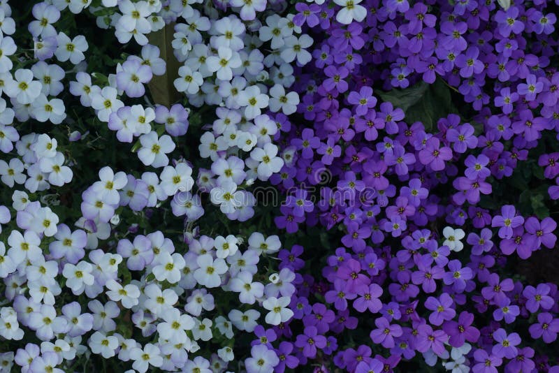 Mix of White and Blue Flowers Stock Photo - Image of lavender ...