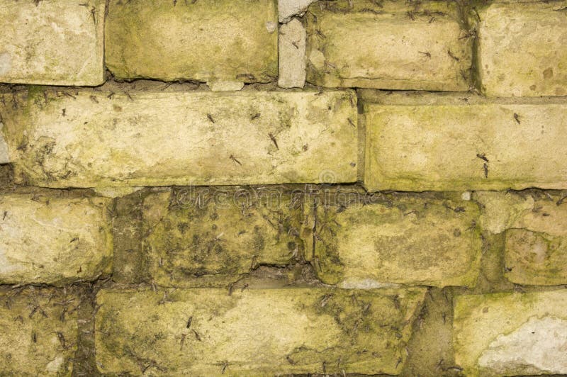 Background of White Bricks with Moss Stock Image - Image of outdoor ...