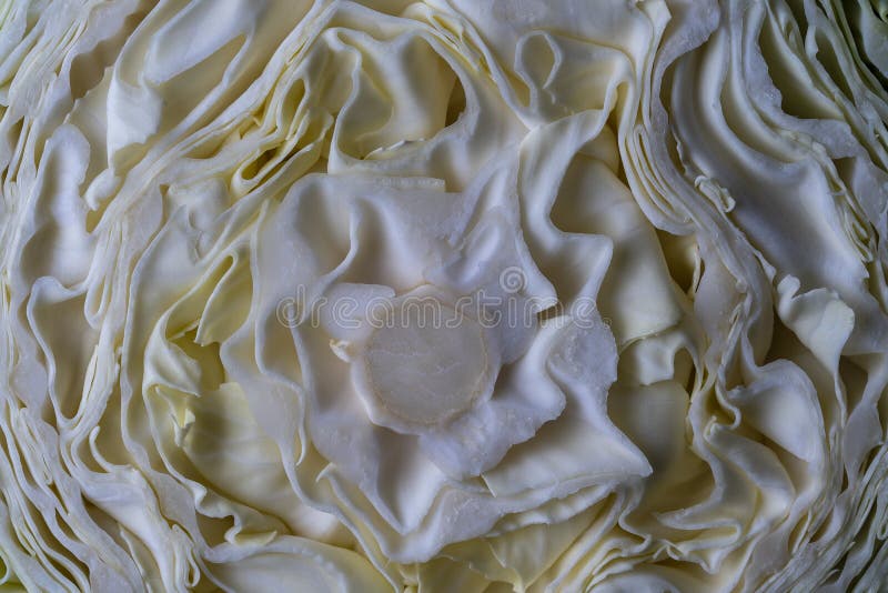 Background of the White Cabbage in the Cut, Macro Photography. Closeup ...